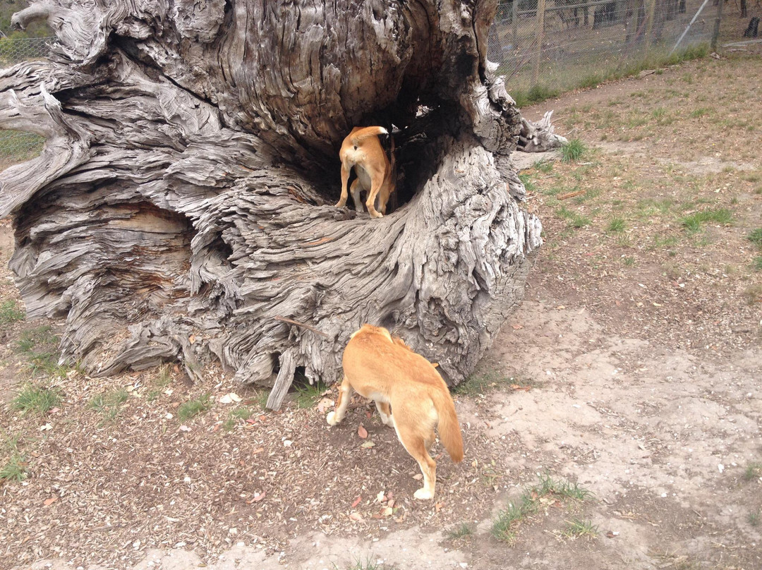 2025年3月Toolern Vale旅游景点攻略-Toolern Vale旅游住宿,-Toolern Vale旅游美食-猫途鹰