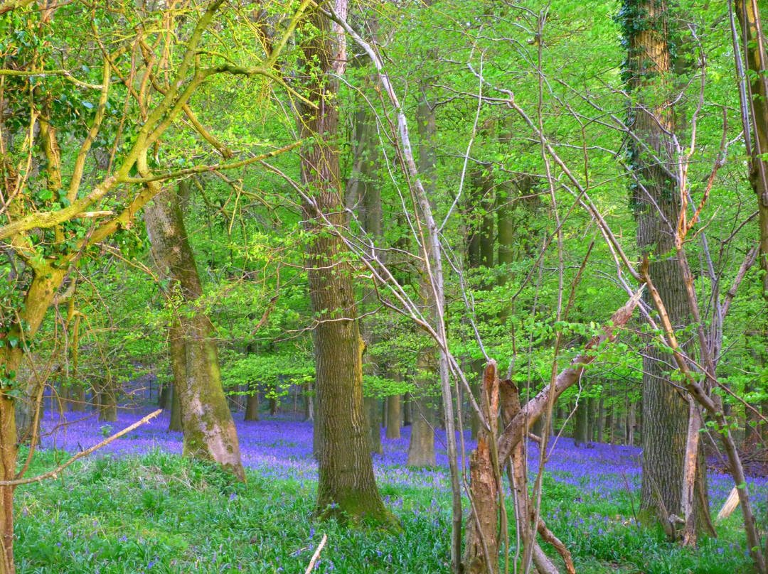 2024年9月Challock旅游景点攻略-Challock旅游住宿,-Challock旅游美食-猫途鹰