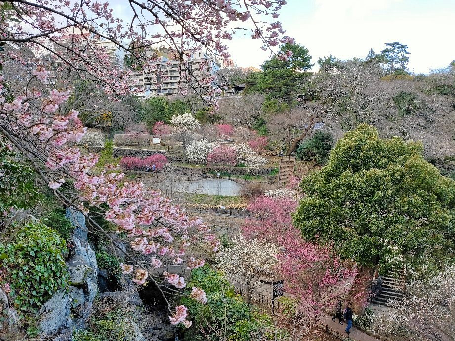 2023年11月Atami Baien Ume Blossom Festival景点攻略-Atami Baien Ume Blossom ...