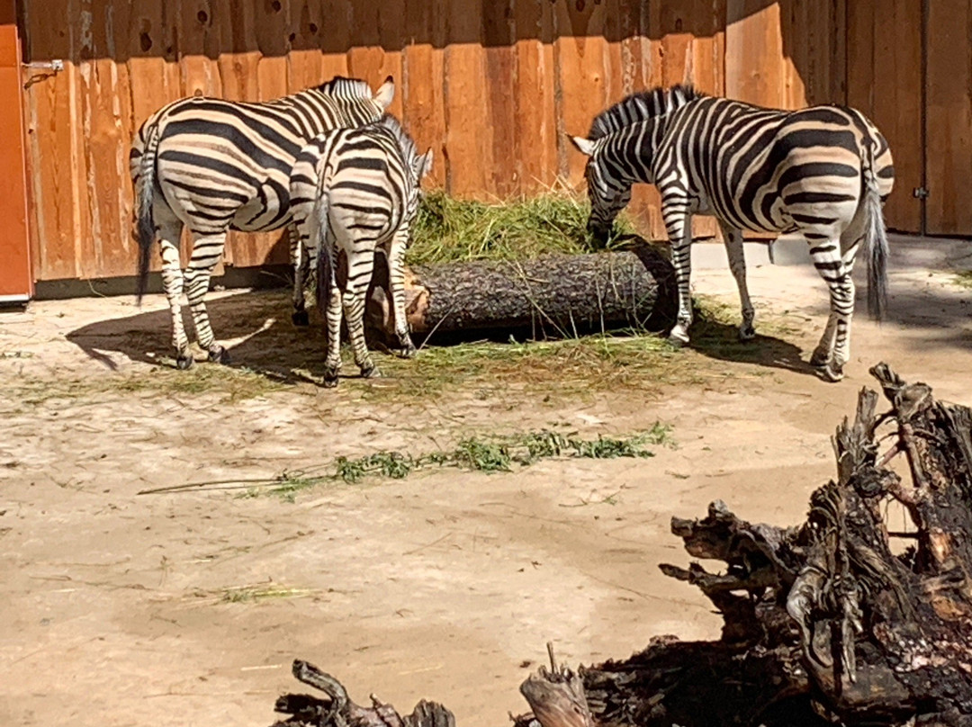 2024年3月Riga Zoo景点攻略-Riga Zoo门票预订|地址|图片-Riga Zoo景点点评-猫途鹰