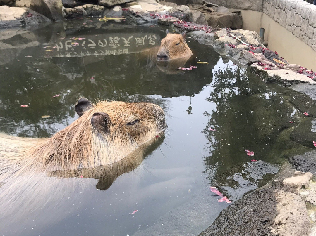 2025年3月Izu Shaboten Zoo景点攻略-Izu Shaboten Zoo门票预订|地址|图片-Izu Shaboten Zoo ...