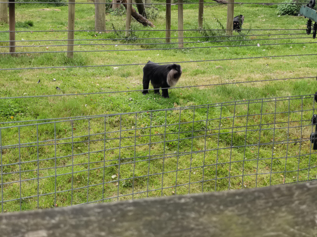 2025年3月Howletts Wild Animal Park景点攻略-Howletts Wild Animal Park门票预订|地址 ...