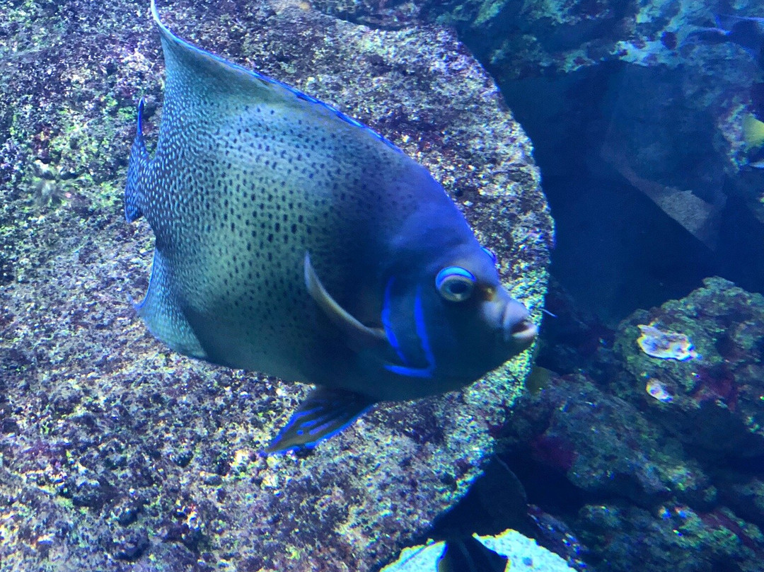 2024年1月Aquarium de Lyon景点攻略-Aquarium de Lyon门票预订|地址|图片-Aquarium de Lyon ...