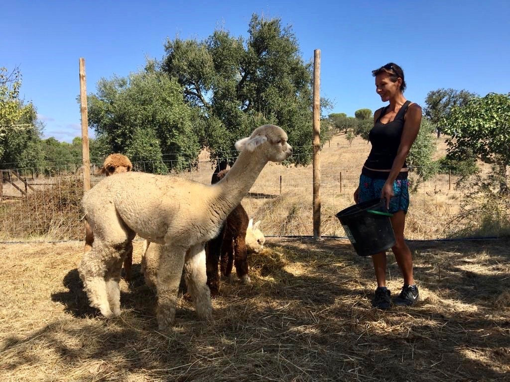 2025年3月Mama-adama Alpaca's Farm景点攻略-Mama-adama Alpaca's Farm门票预订|地址|图片 ...