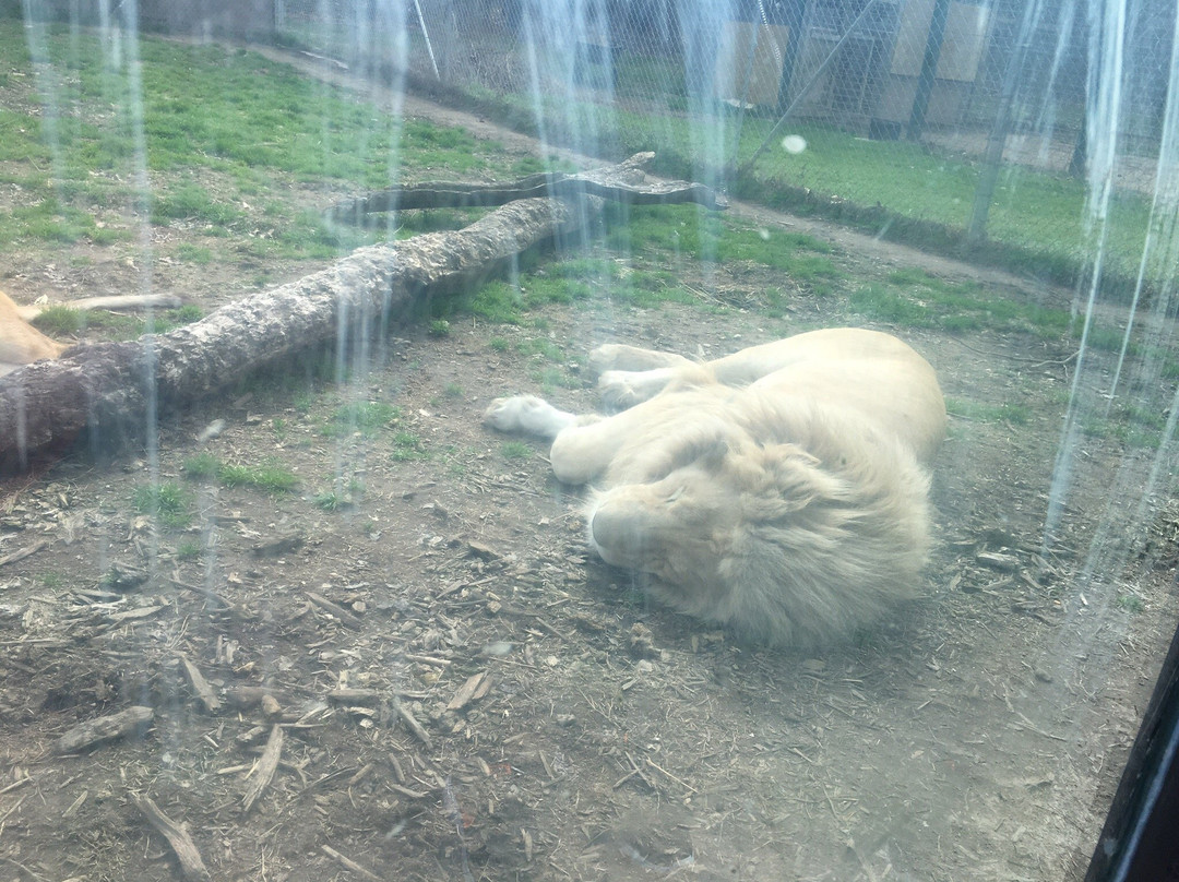 2024年11月Tiger World景点攻略-Tiger World门票预订|地址|图片-Tiger World景点点评-猫途鹰