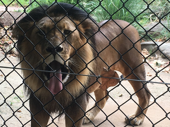 2025年3月阿德莱德动物园景点攻略-阿德莱德动物园门票预订|地址|图片-阿德莱德动物园景点点评-猫途鹰