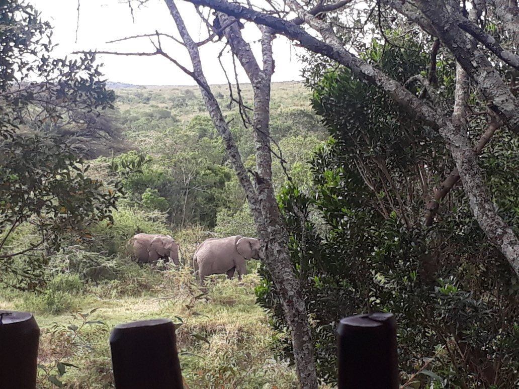 Mara Simba Lodge (Mara Simba) - Mara Simba Lodge - 酒店预订 /预定 - 606条旅客点评与 ...