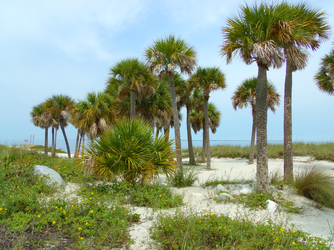 2024年2月Fred Howard Park景点攻略-Fred Howard Park门票预订|地址|图片-Fred Howard Park ...