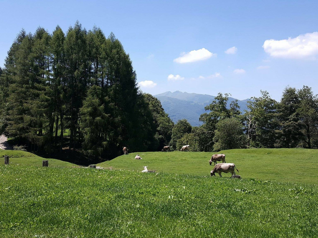 2023年12月Passeggiata con i Lama景点攻略-Passeggiata con i Lama门票预订|地址|图片 ...