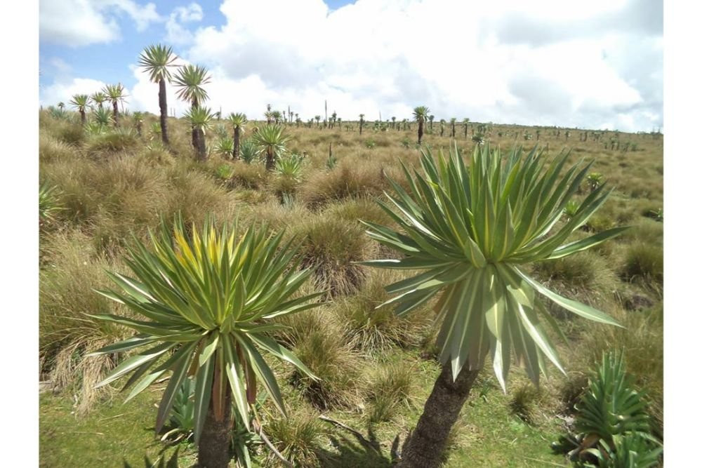 2024年10月Dembecha旅游景点攻略-Dembecha旅游住宿,-Dembecha旅游美食-猫途鹰