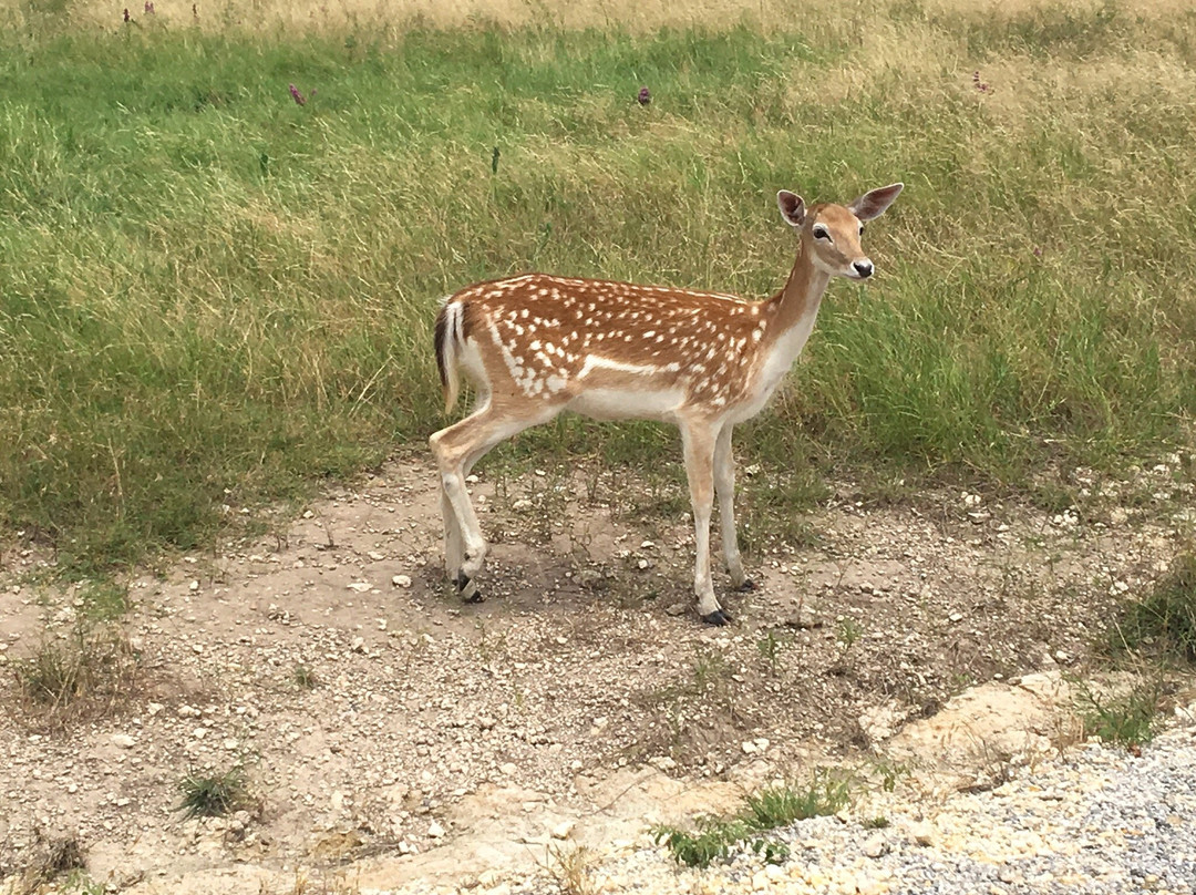 2024年7月Fossil Rim Wildlife Center景点攻略-Fossil Rim Wildlife Center门票预订|地址 ...