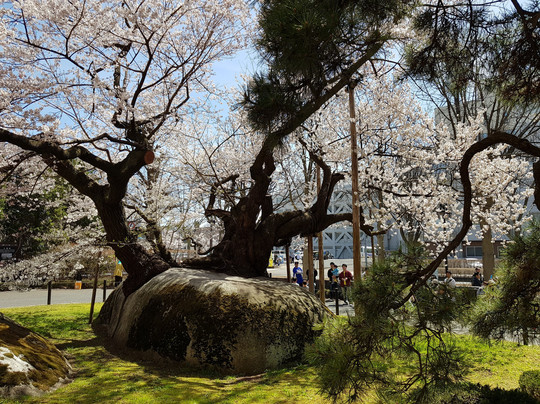 2025年2月Rock-breaking Cherry Tree景点攻略-Rock-breaking Cherry Tree门票预订|地址 ...
