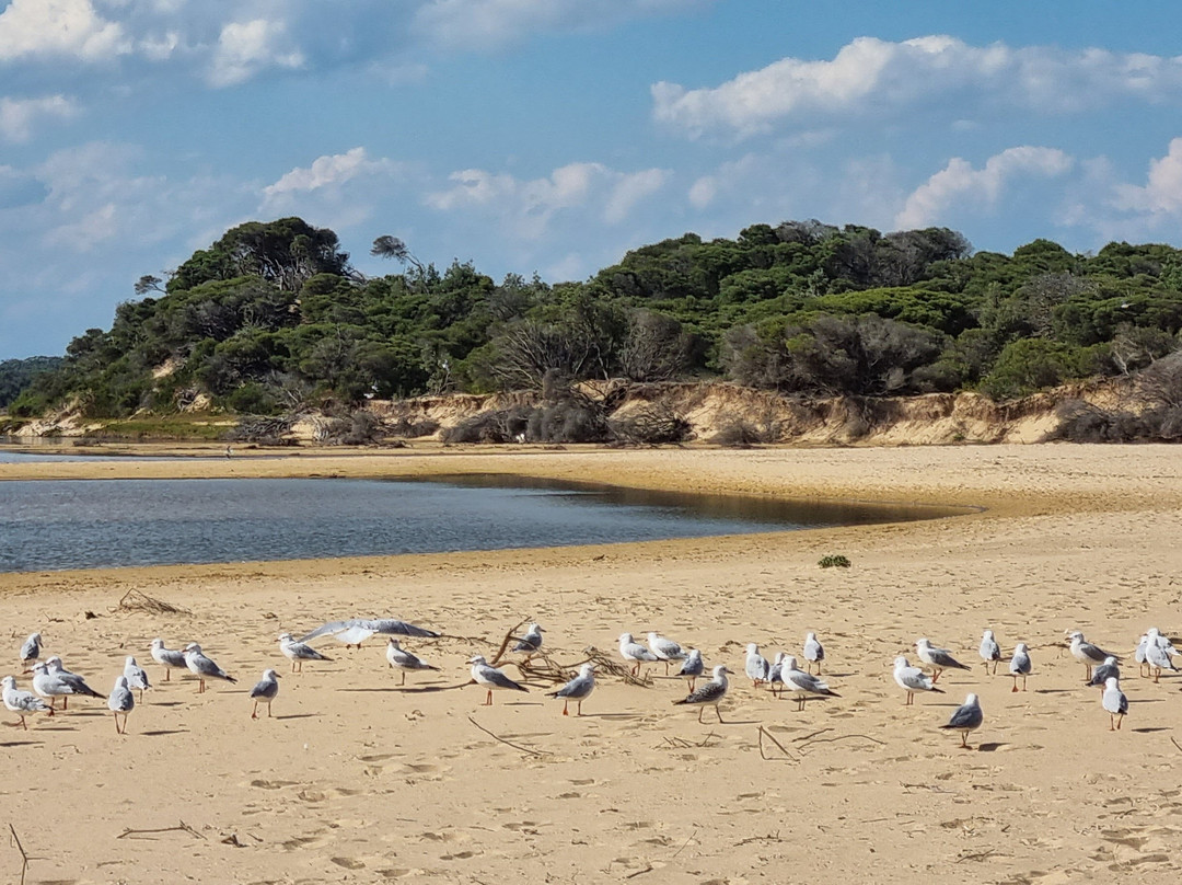 2025年1月Lake Tyers State Park景点攻略-Lake Tyers State Park门票预订|地址|图片-Lake ...
