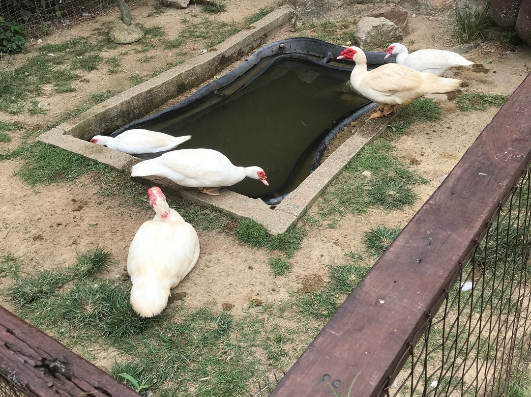 2023年12月Bukit Tinggi Rabbit Farm景点攻略-Bukit Tinggi Rabbit Farm门票预订|地址|图片 ...