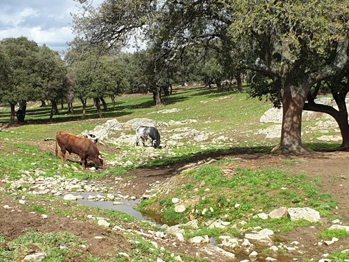 2024年4月Tejeda y Segoyuela景点攻略-Tejeda y Segoyuela旅游必去景点-Tejeda y ...