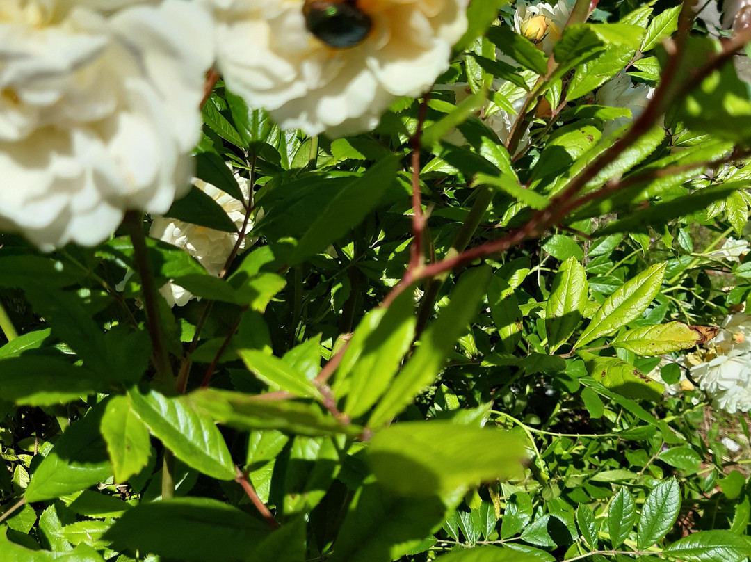 2023年12月Karlekens tradgard景点攻略-Karlekens tradgard门票预订|地址|图片-Karlekens ...