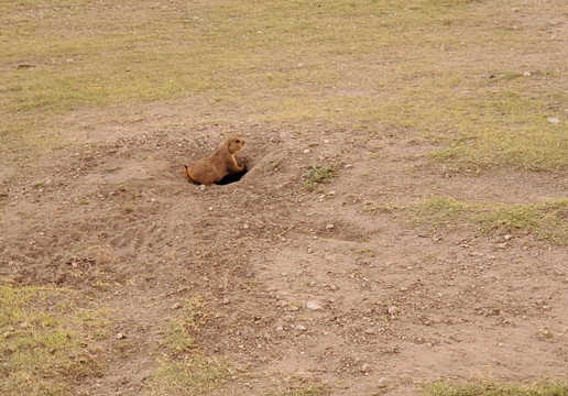 2024年11月Prairie Dog Town景点攻略-Prairie Dog Town门票预订|地址|图片-Prairie Dog ...