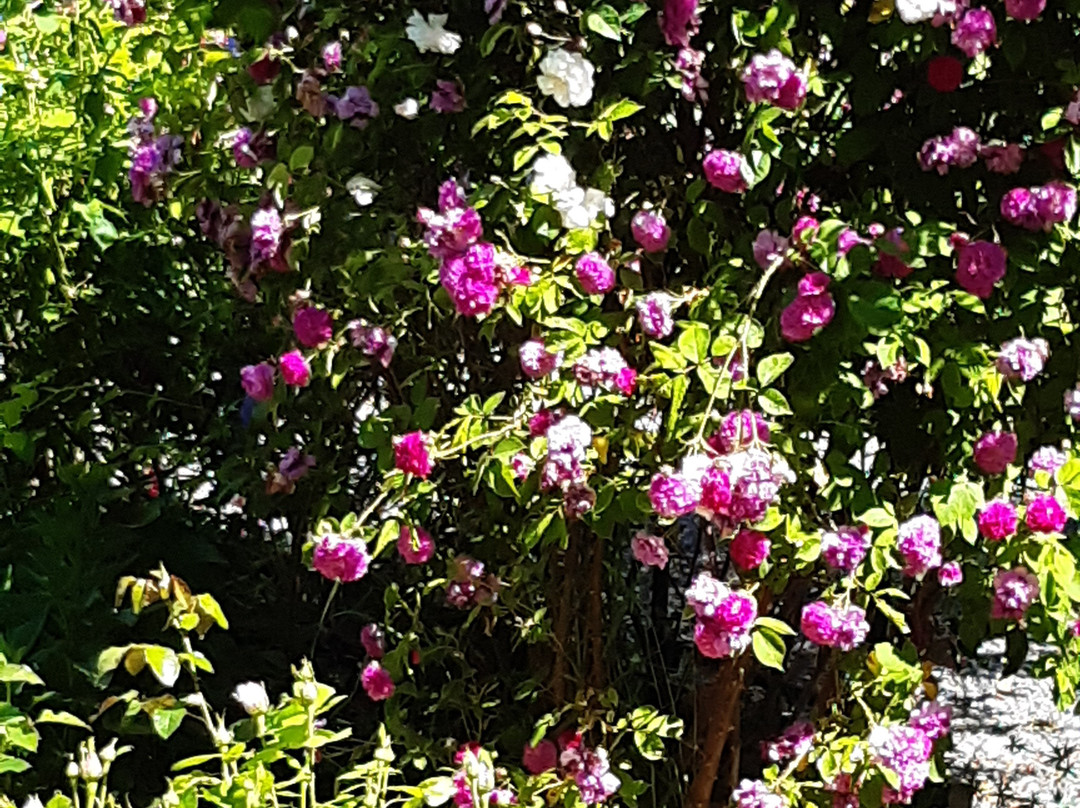 2023年12月Karlekens tradgard景点攻略-Karlekens tradgard门票预订|地址|图片-Karlekens ...