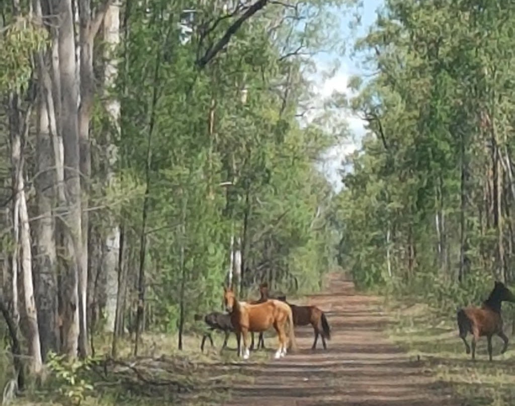 2025年12月Barakula State Forest景点攻略-Barakula State Forest门票预订|地址|图片 ...