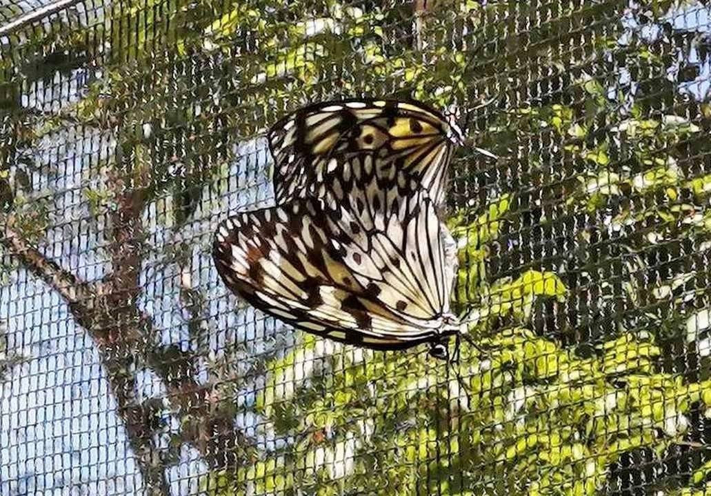 2024年2月Simply Butterflies Conservation Center景点攻略-Simply Butterflies ...