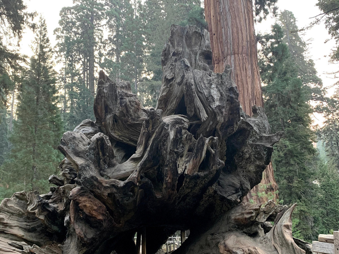 2023年11月General Grant Tree Trail景点攻略-General Grant Tree Trail门票预订|地址|图片 ...