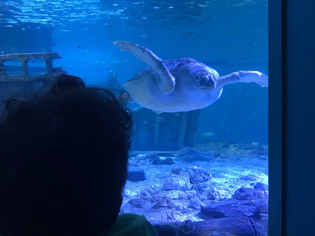 2024年11月The Maritime Aquarium at Norwalk景点攻略-The Maritime Aquarium at ...