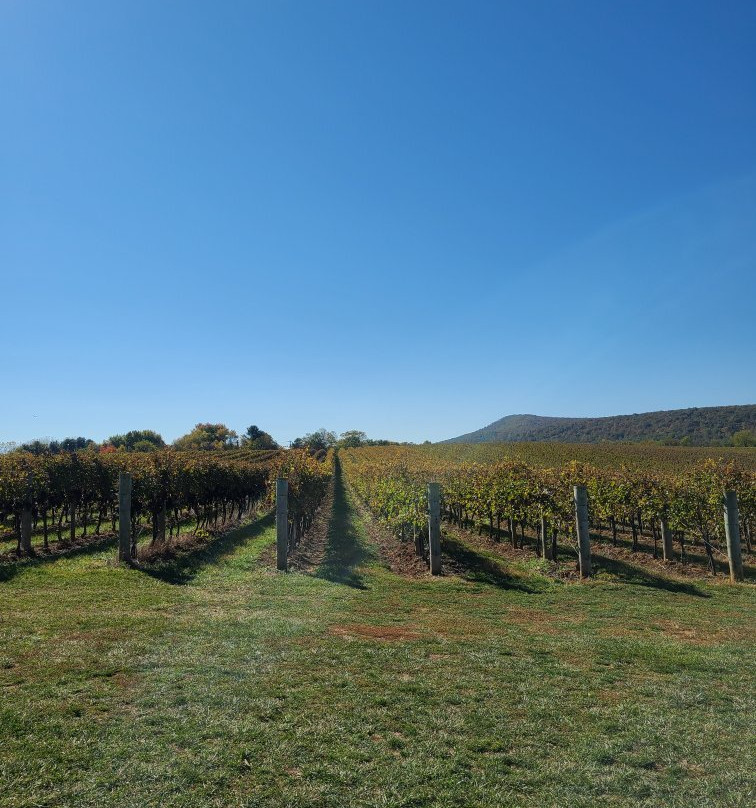 2025年9月Big Cork Vineyards景点攻略-Big Cork Vineyards门票预订|地址|图片-Big Cork ...