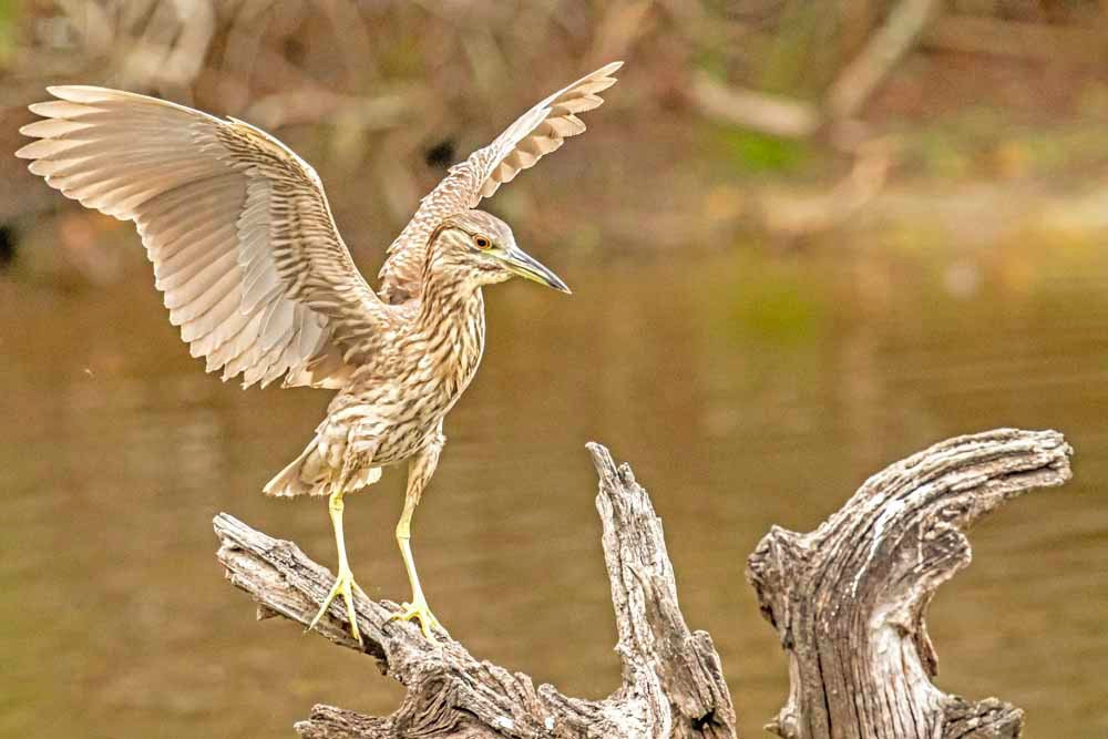 2024年1月Harris Neck National Wildlife Refuge景点攻略-Harris Neck National ...