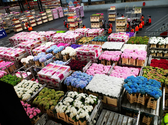 2024年10月Royal FloraHolland Visitor Centre景点攻略-Royal FloraHolland ...