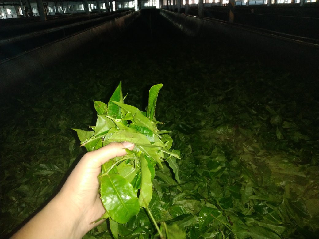 2024年3月Halpewatte Tea Factory Tour景点攻略-Halpewatte Tea Factory Tour门票预订 ...