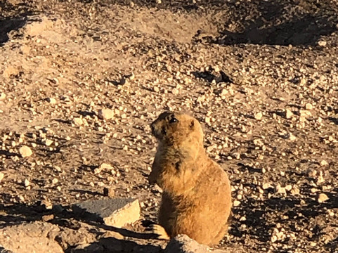 2024年11月Prairie Dog Town景点攻略-Prairie Dog Town门票预订|地址|图片-Prairie Dog ...