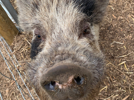 2024年11月Kew Little Pigs Farm Ltd景点攻略-Kew Little Pigs Farm Ltd门票预订|地址|图片 ...