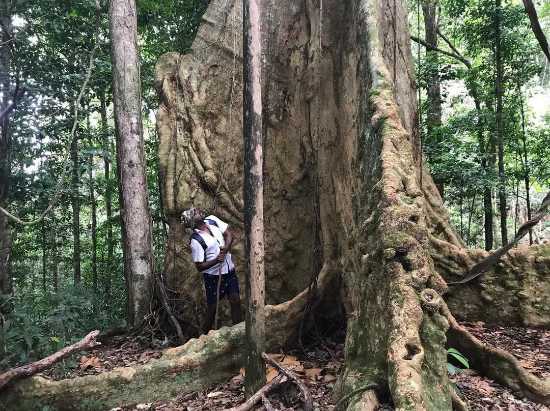 2024年6月Brownsberg Nature Park景点攻略-Brownsberg Nature Park门票预订|地址|图片 ...
