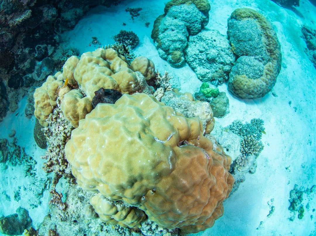 2025年2月Great Barrier Reef景点攻略-Great Barrier Reef门票预订|地址|图片-Great ...