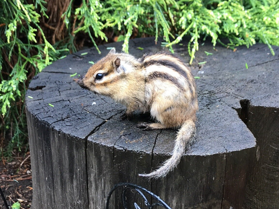 2024年8月Okhotsk Chipmunk Park景点攻略-Okhotsk Chipmunk Park门票预订|地址|图片 ...