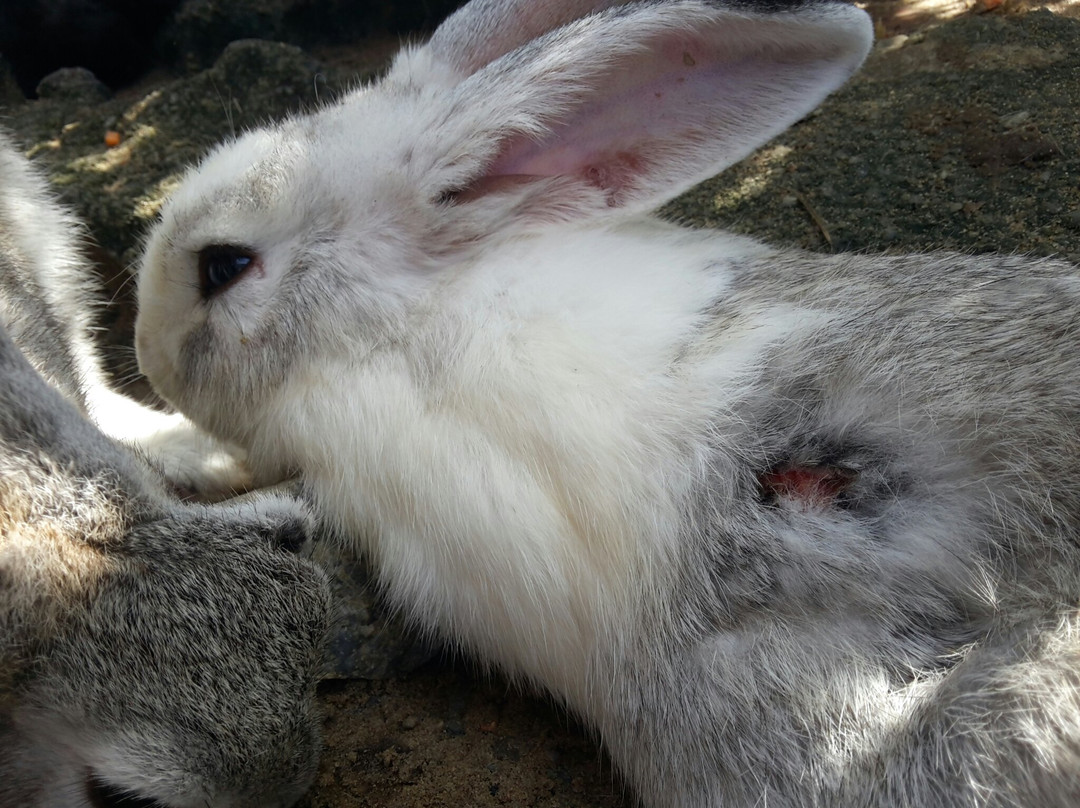 2025年3月Rabbit Fun Land (Lenggeng)景点攻略-Rabbit Fun Land (Lenggeng)门票预订|地址 ...