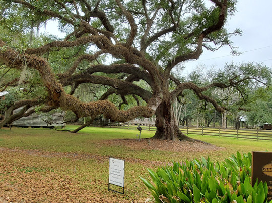 2023年11月Destrehan Plantation景点攻略-Destrehan Plantation门票预订|地址|图片 ...