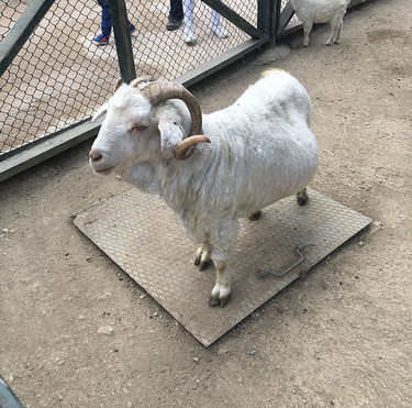 2025年3月Bursa Zoo景点攻略-Bursa Zoo门票预订|地址|图片-Bursa Zoo景点点评-猫途鹰