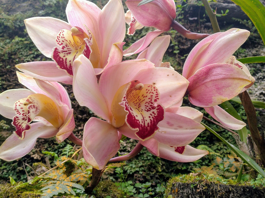 2025年1月Lingthem旅游景点攻略-Lingthem旅游住宿,-Lingthem旅游美食-猫途鹰