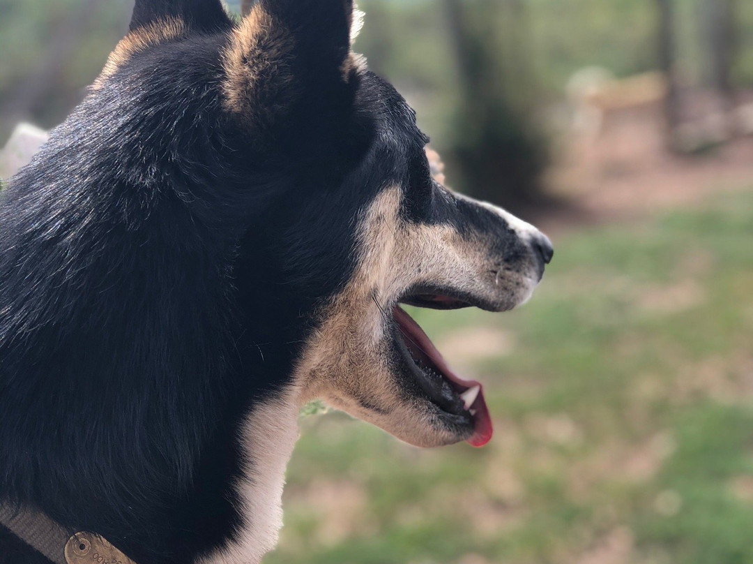 2025年9月Durango Dog Ranch景点攻略-Durango Dog Ranch门票预订|地址|图片-Durango Dog ...