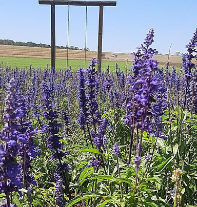 2024年1月Macena Flores景点攻略-Macena Flores门票预订|地址|图片-Macena Flores景点点评-猫途鹰