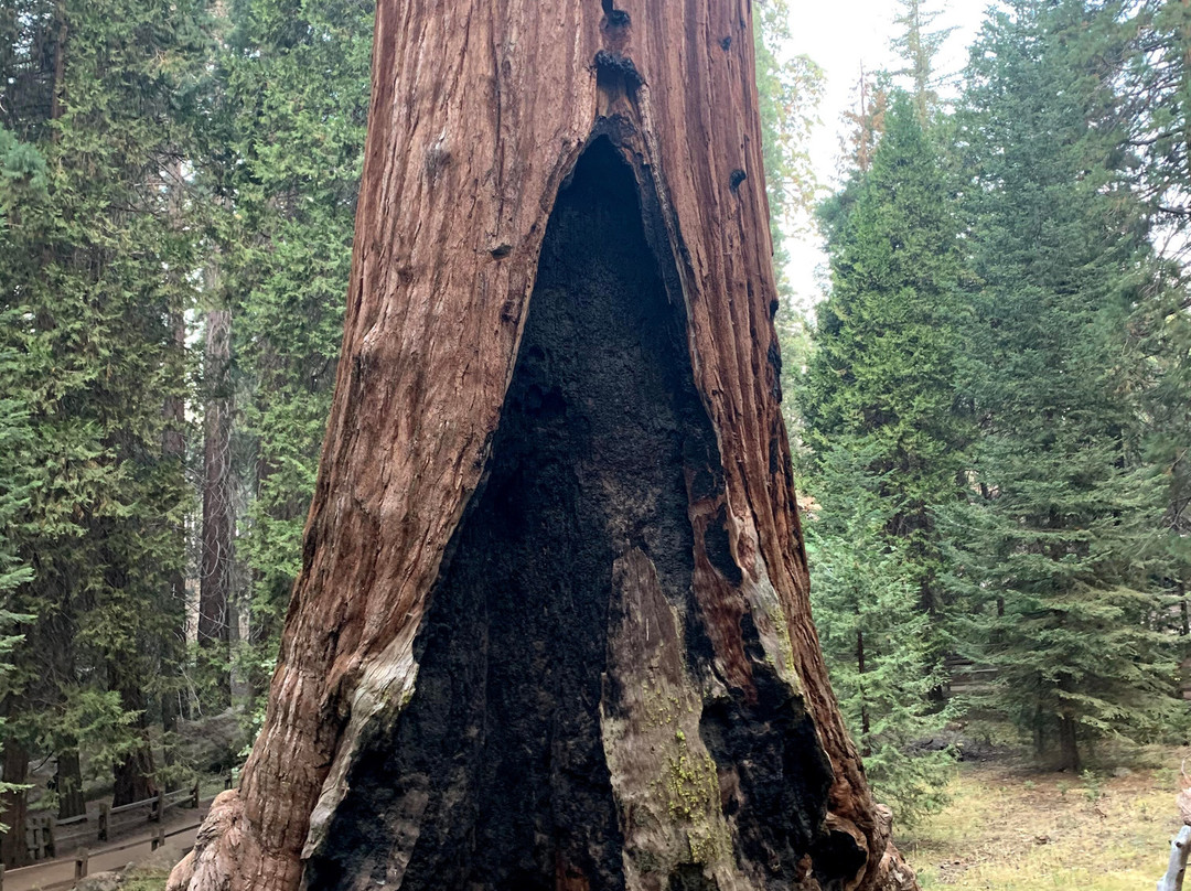 2023年11月General Grant Tree Trail景点攻略-General Grant Tree Trail门票预订|地址|图片 ...