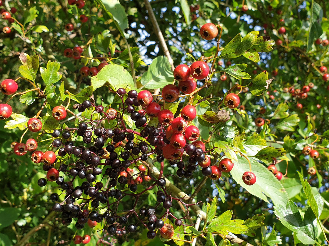 2024年5月Rivacre Valley Nature Reserve景点攻略-Rivacre Valley Nature Reserve ...