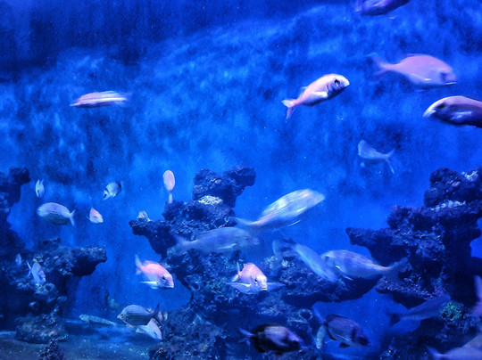 2024年5月Vranjic旅游景点攻略-Vranjic旅游住宿,-Vranjic旅游美食-猫途鹰