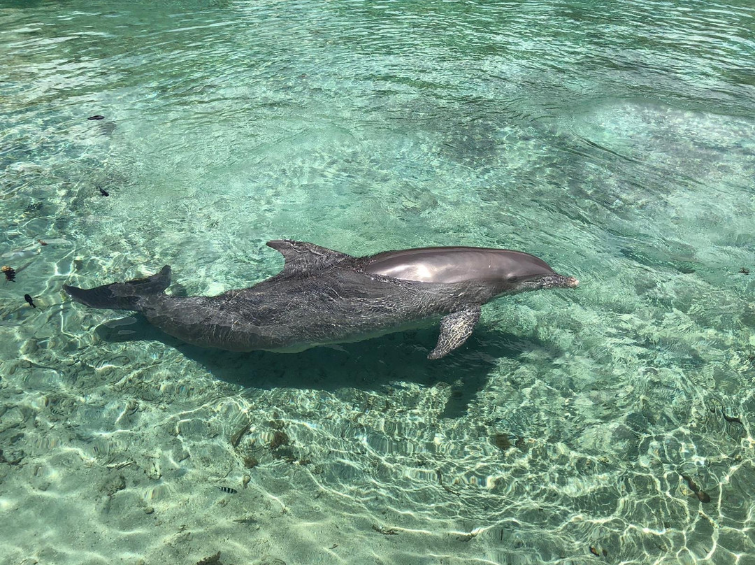 2025年3月Moorea Dolphin Center景点攻略-Moorea Dolphin Center门票预订|地址|图片-Moorea ...