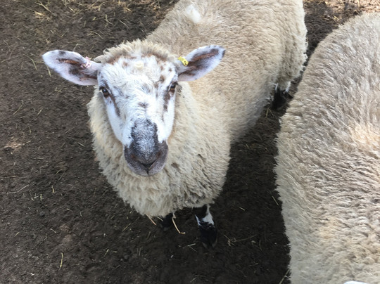 2023年11月Barleylands Farm Park景点攻略-Barleylands Farm Park门票预订|地址|图片 ...