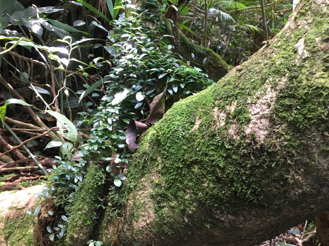 2025年2月Gunung Hitam景点攻略-Gunung Hitam门票预订|地址|图片-Gunung Hitam景点点评-猫途鹰