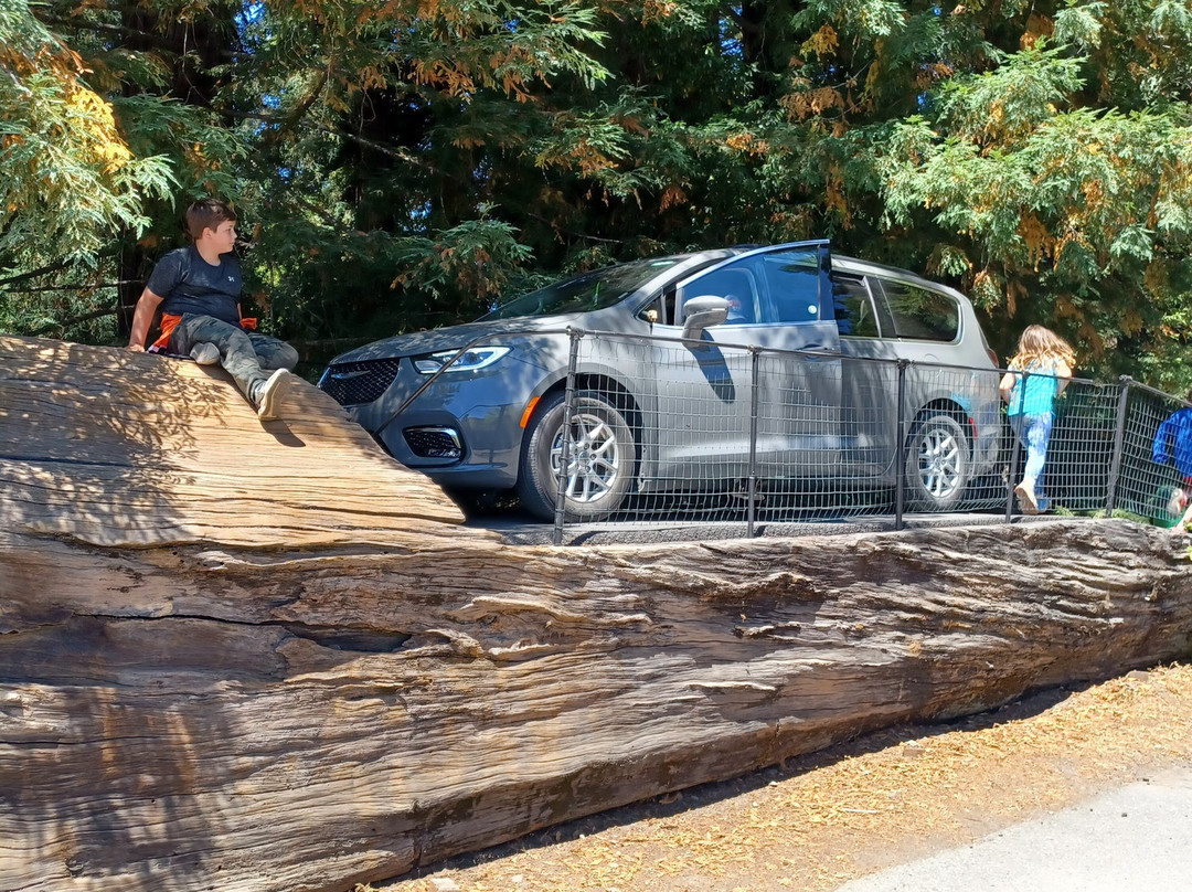 2024年2月Shrine Drive-Through Tree景点攻略-Shrine Drive-Through Tree门票预订|地址 ...