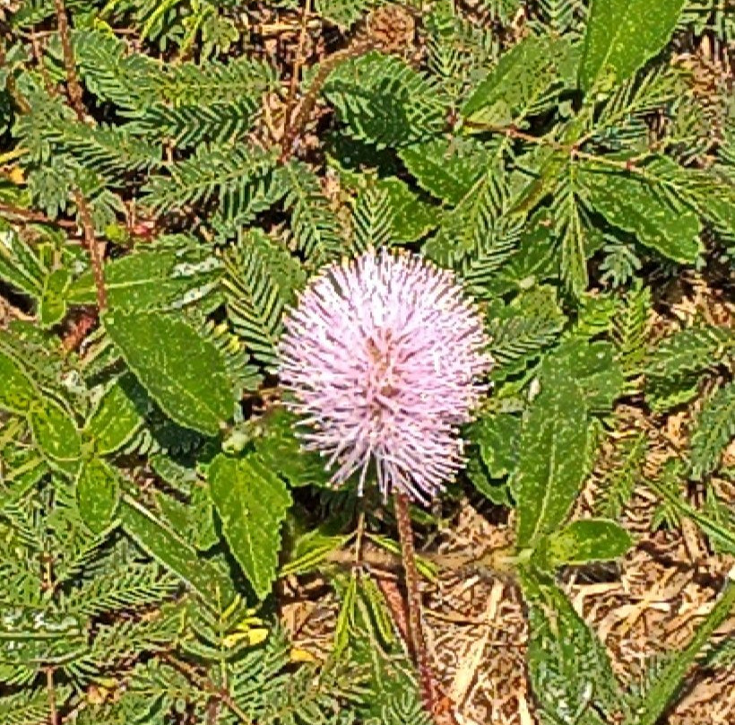 2024年11月Fort Travis Park景点攻略-Fort Travis Park门票预订|地址|图片-Fort Travis ...