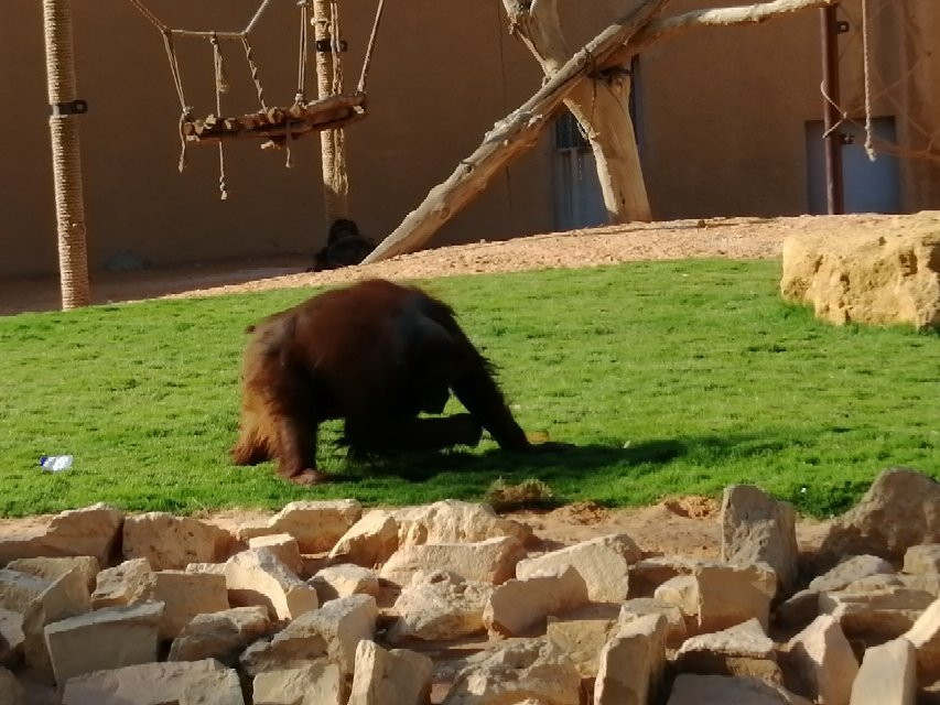 2025年2月Riyadh Zoo景点攻略-Riyadh Zoo门票预订|地址|图片-Riyadh Zoo景点点评-猫途鹰